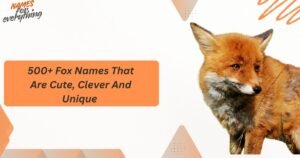 500+ Fox Names That Are Cute, Clever And Unique