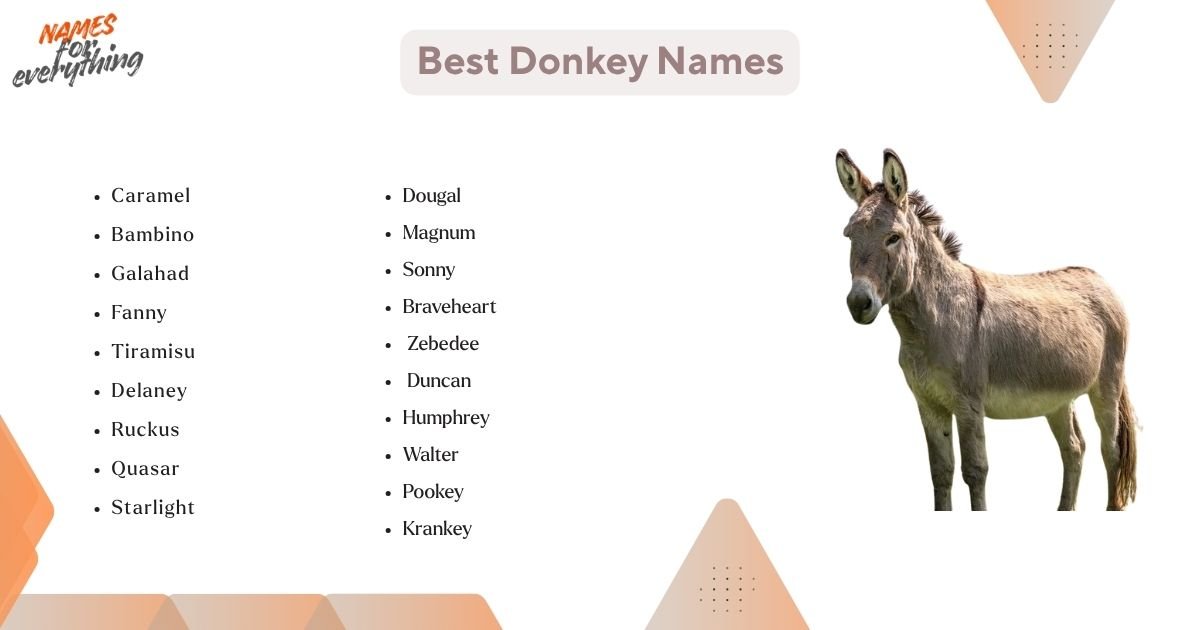 400+ Best Donkey Names for Males, Females & Baby Donkeys