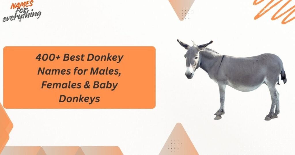 400+ Best Donkey Names for Males, Females & Baby Donkeys